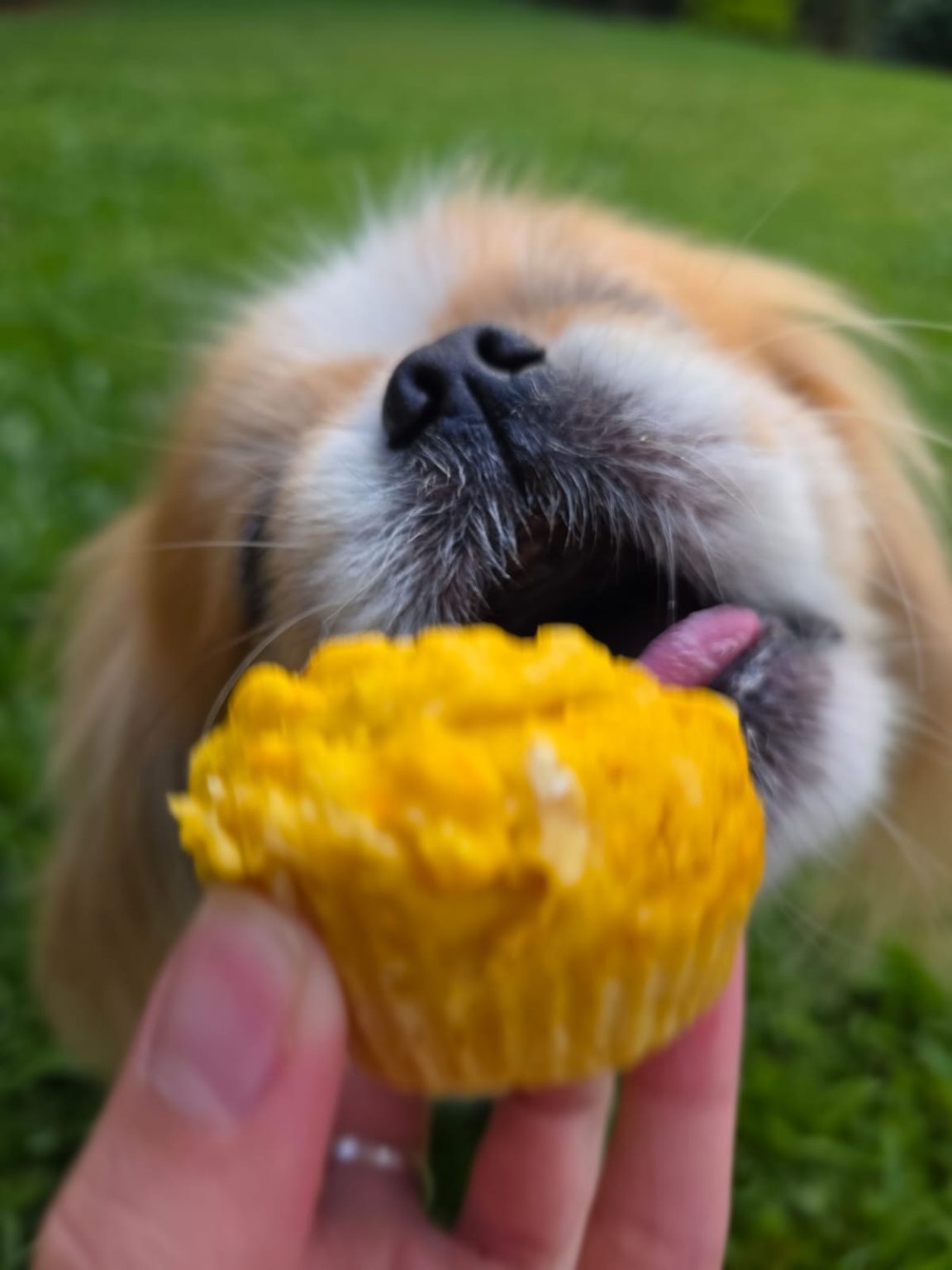 REVIEW: High Tea Elegance at Radisson Blu Umhlanga, Durban: An ...